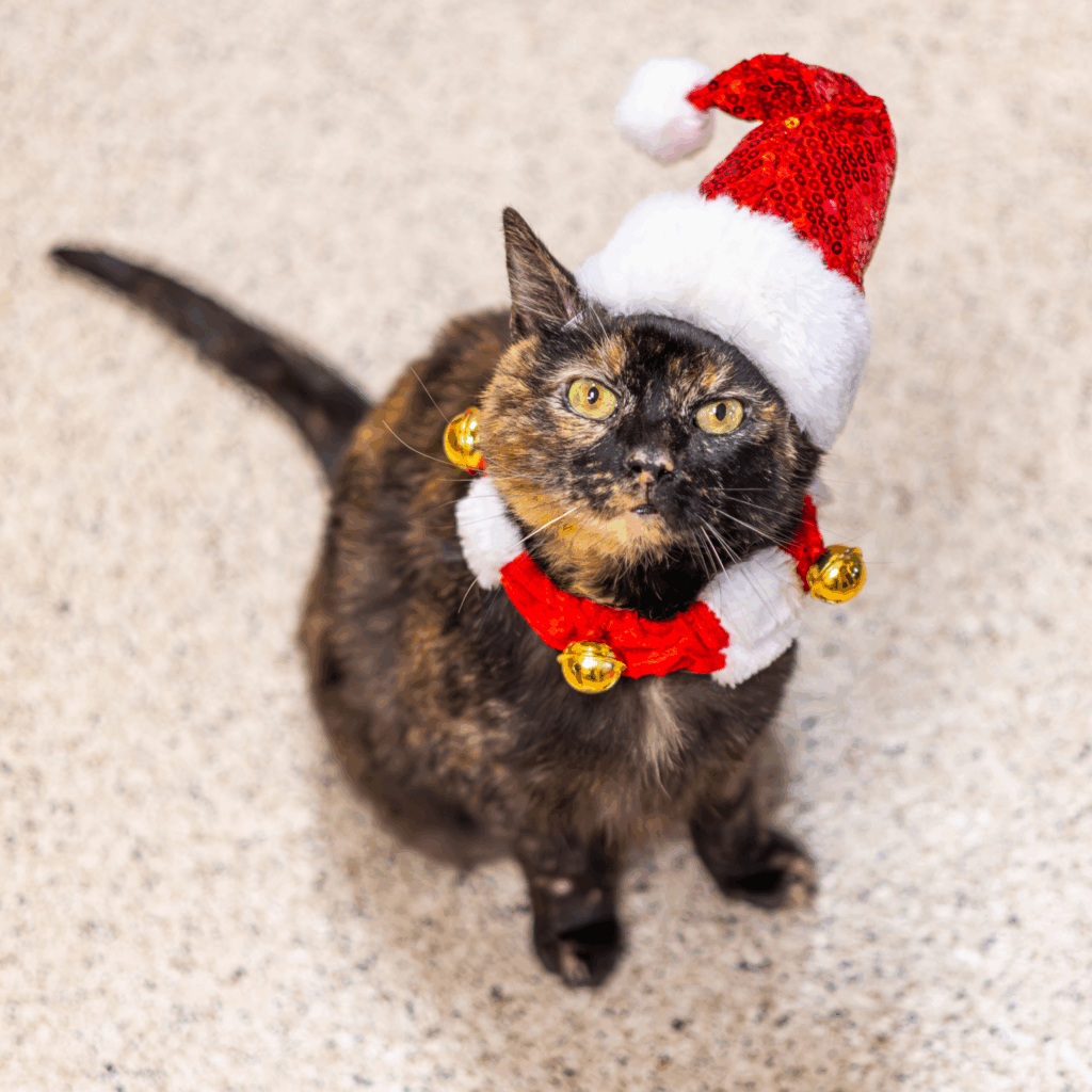 Home - Humane Animal Partners